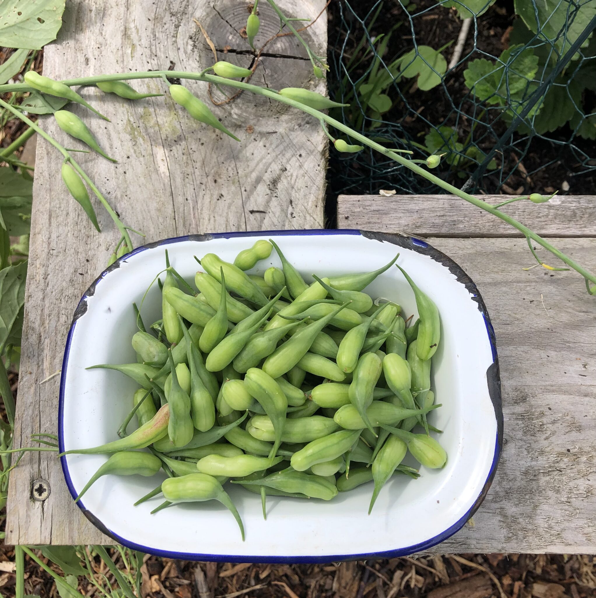Community Harvest Day | Forgan Arts Centre